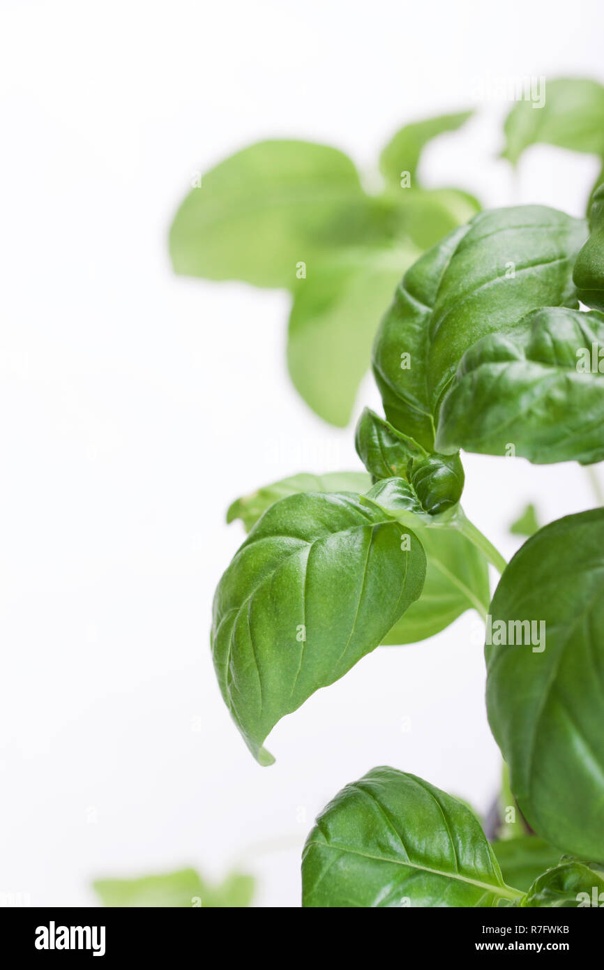 Fresh green Italian basil on a white background. Closeup, selective ...