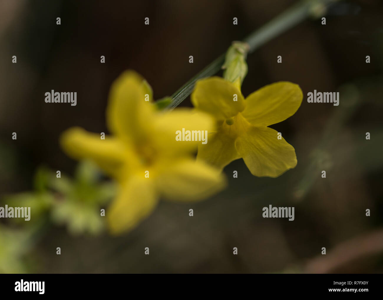 Winter jasmine garden hi-res stock photography and images - Alamy