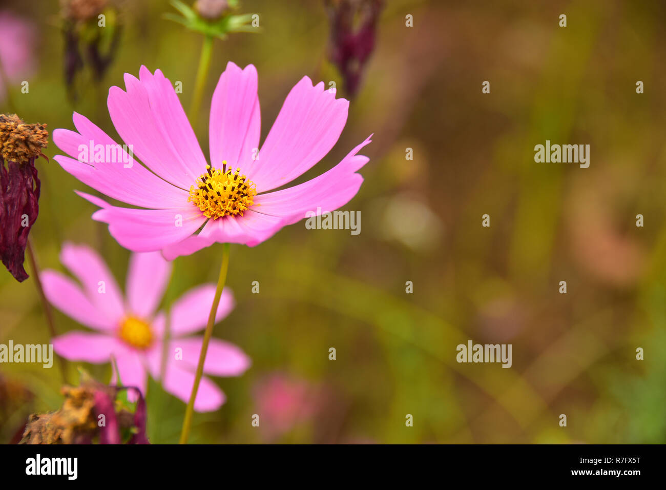 Bur background hi-res stock photography and images - Alamy