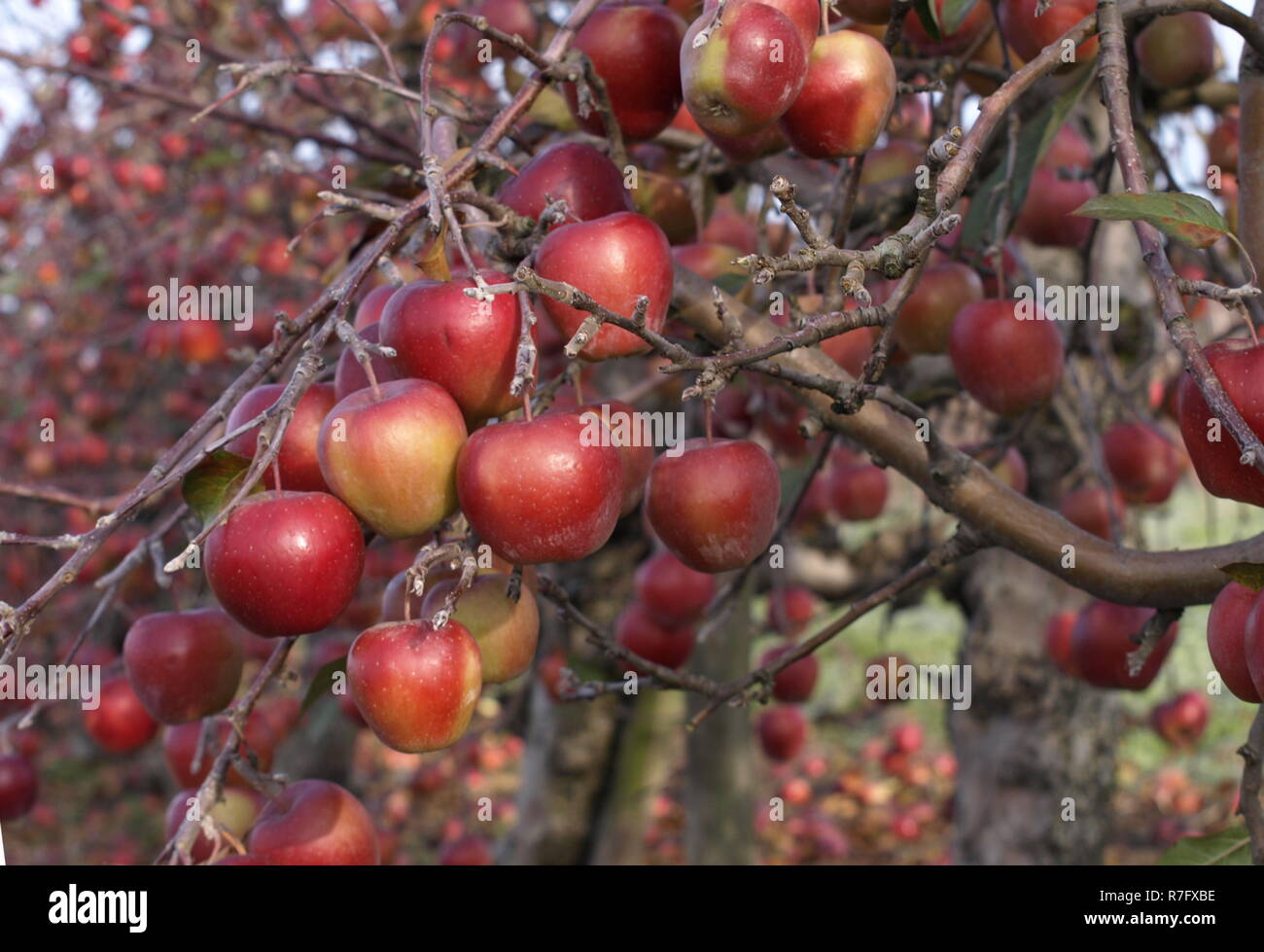 Apfel ernte hi-res stock photography and images - Alamy