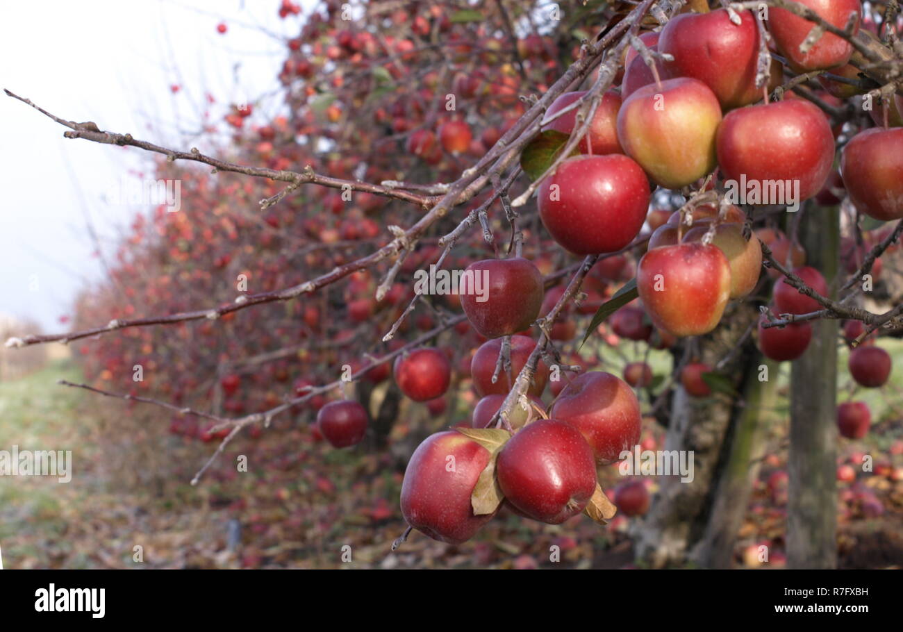 Apple growing area hi-res stock photography and images - Alamy