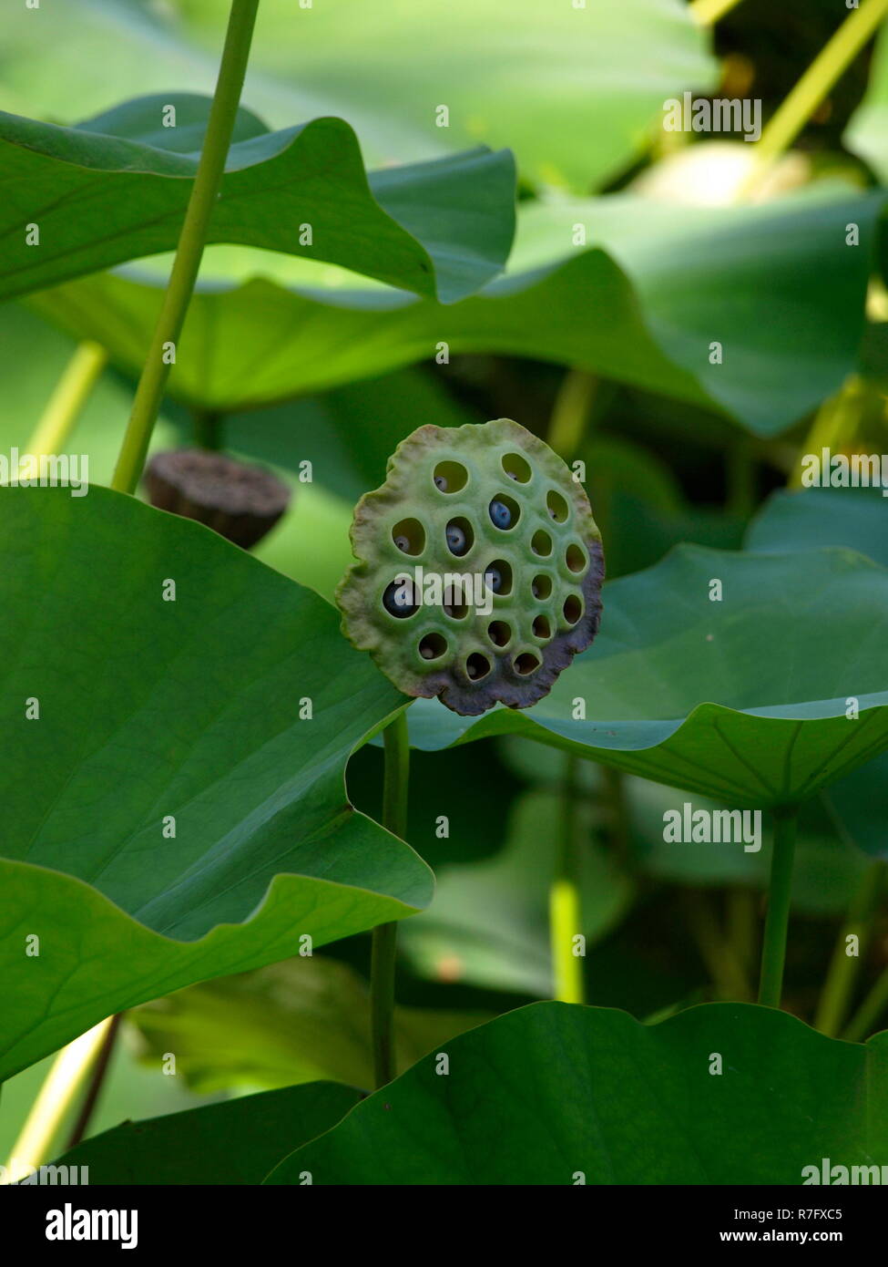 Fruiting plants hi-res stock photography and images - Alamy