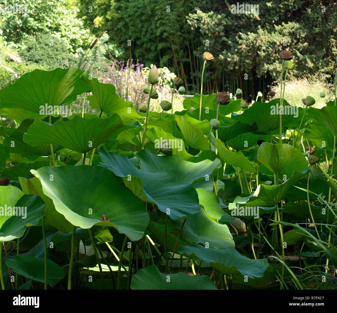 Nelumbo nucifera seeds hi-res stock photography and images - Alamy