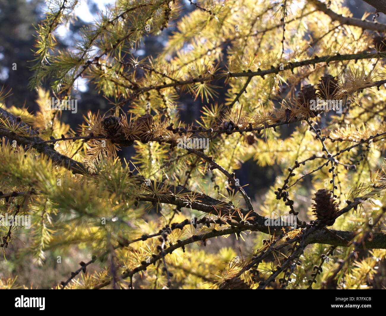 Larch limb hi-res stock photography and images - Alamy