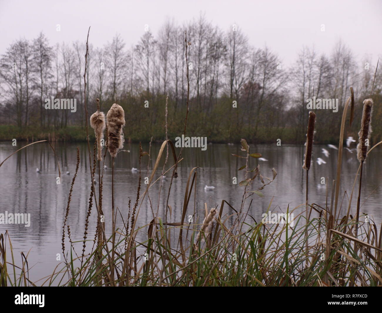 Reed mace wetland hi-res stock photography and images - Alamy