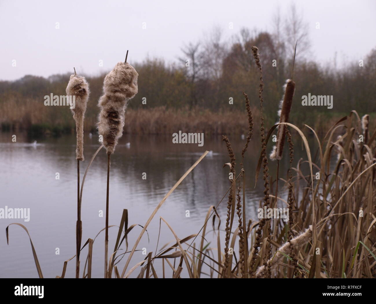 Reed pollen hi-res stock photography and images - Alamy