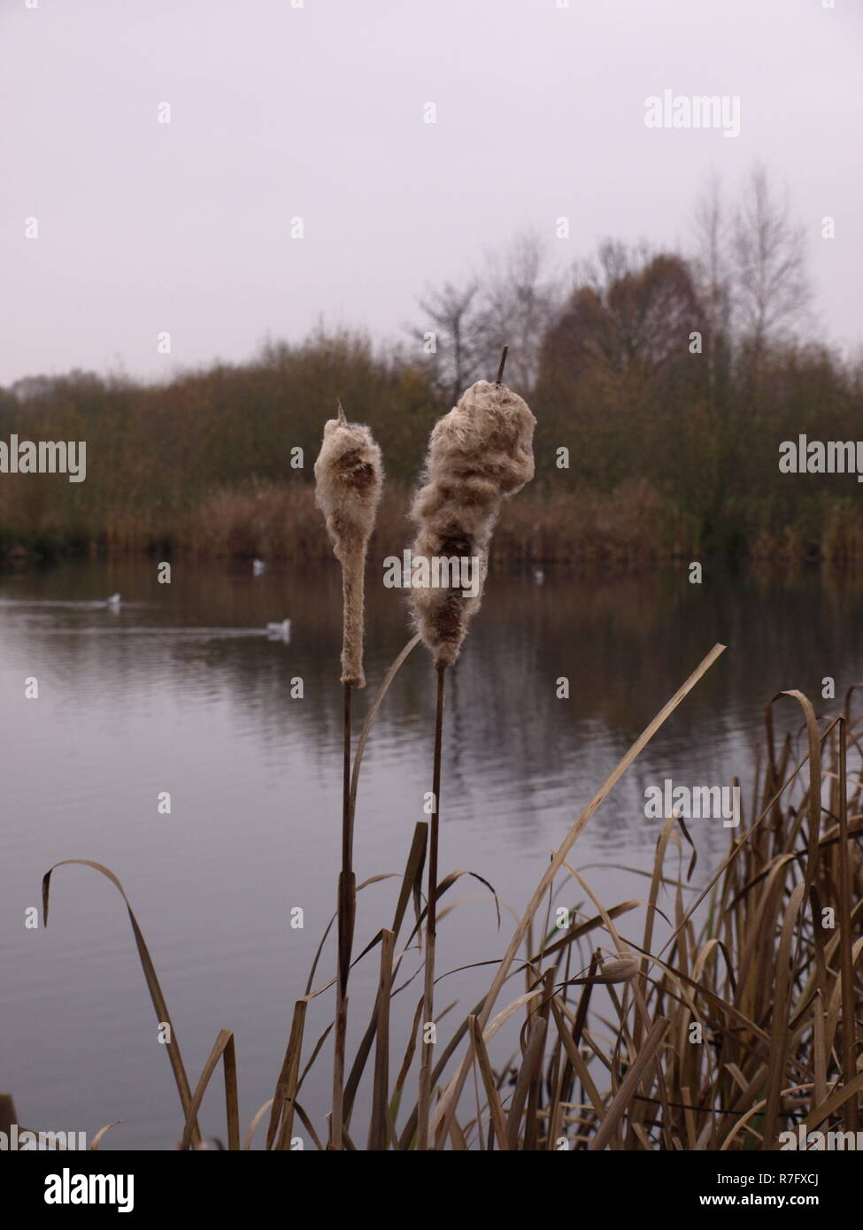 Moorgurtel neugranen hi-res stock photography and images - Alamy