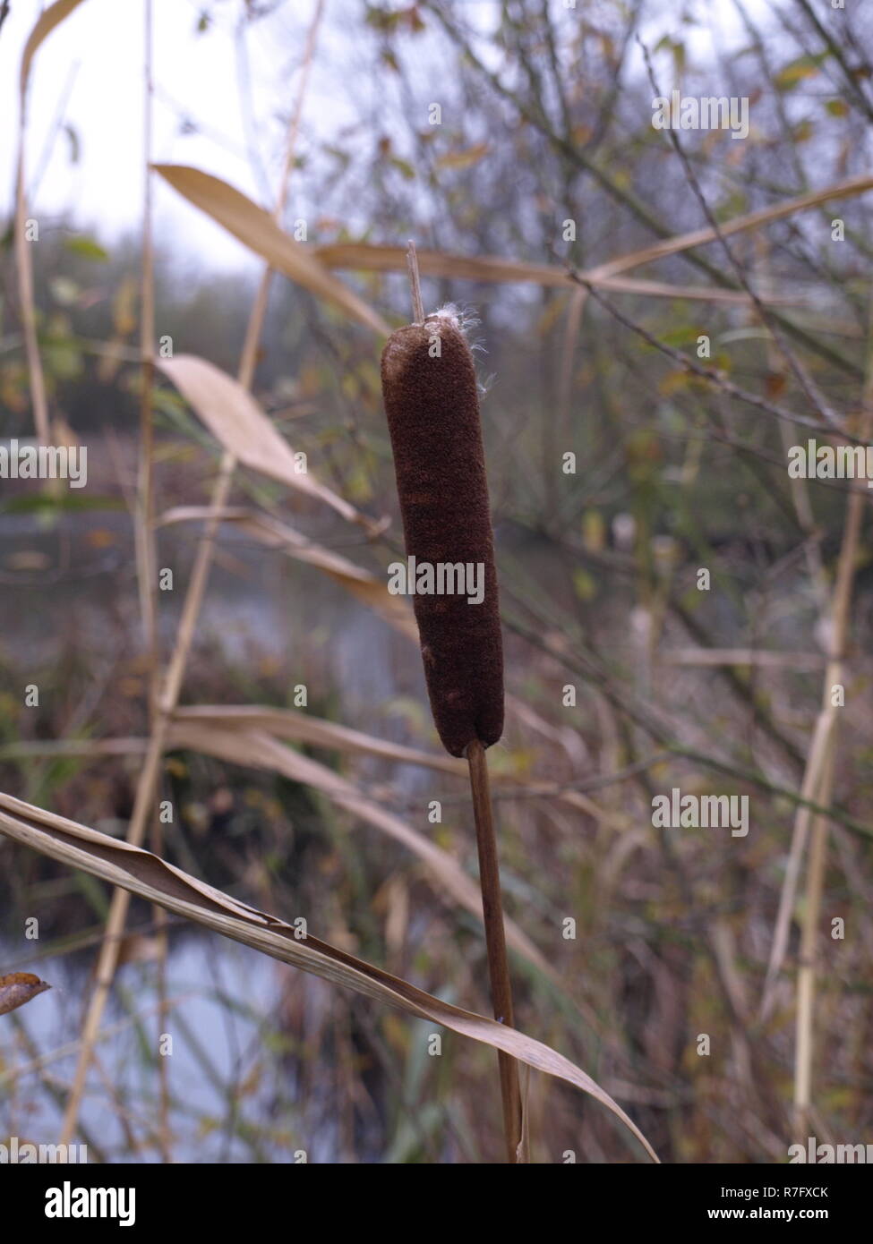 reed mace in winter Stock Photo - Alamy