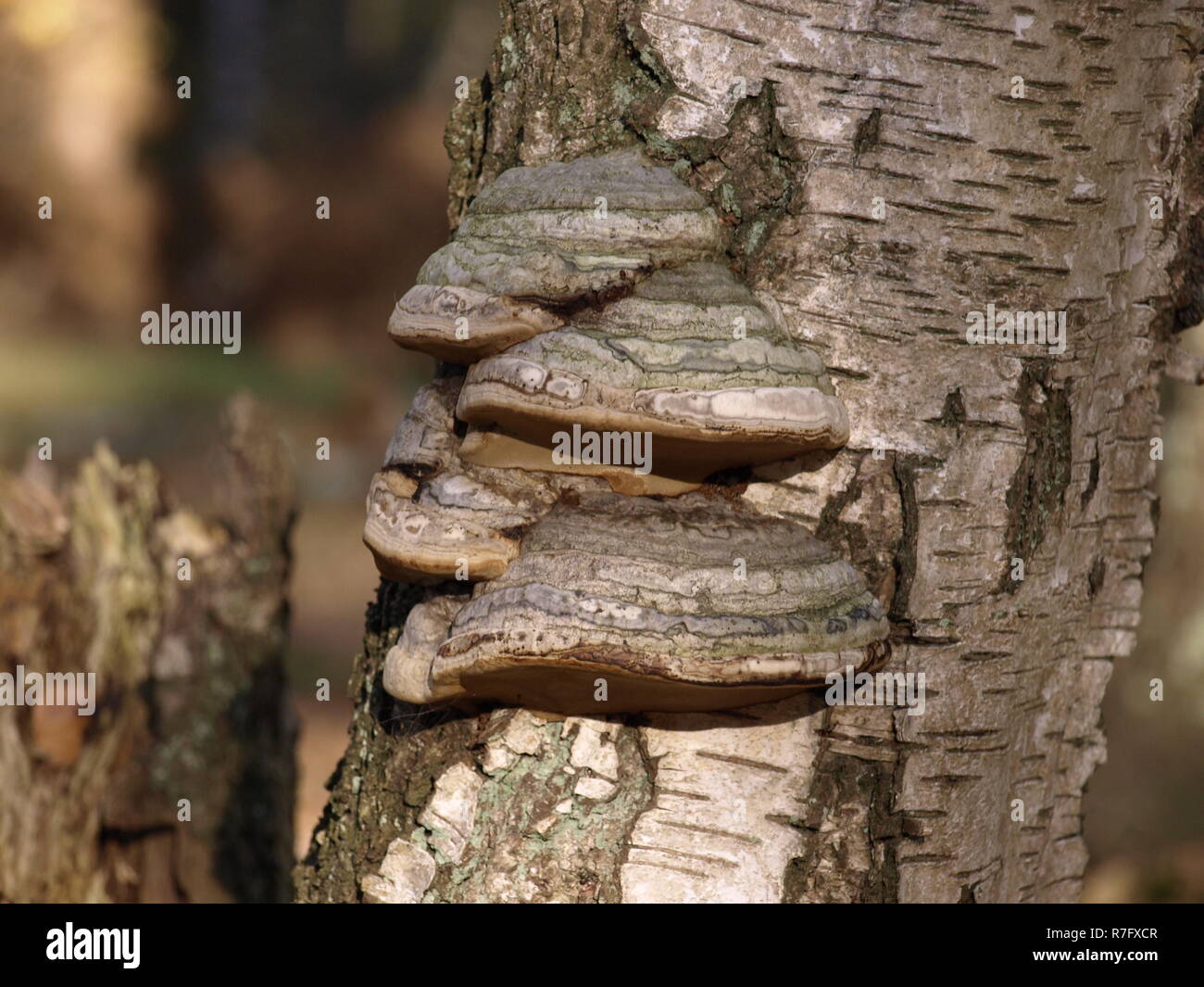 Fungal decay hi-res stock photography and images - Alamy