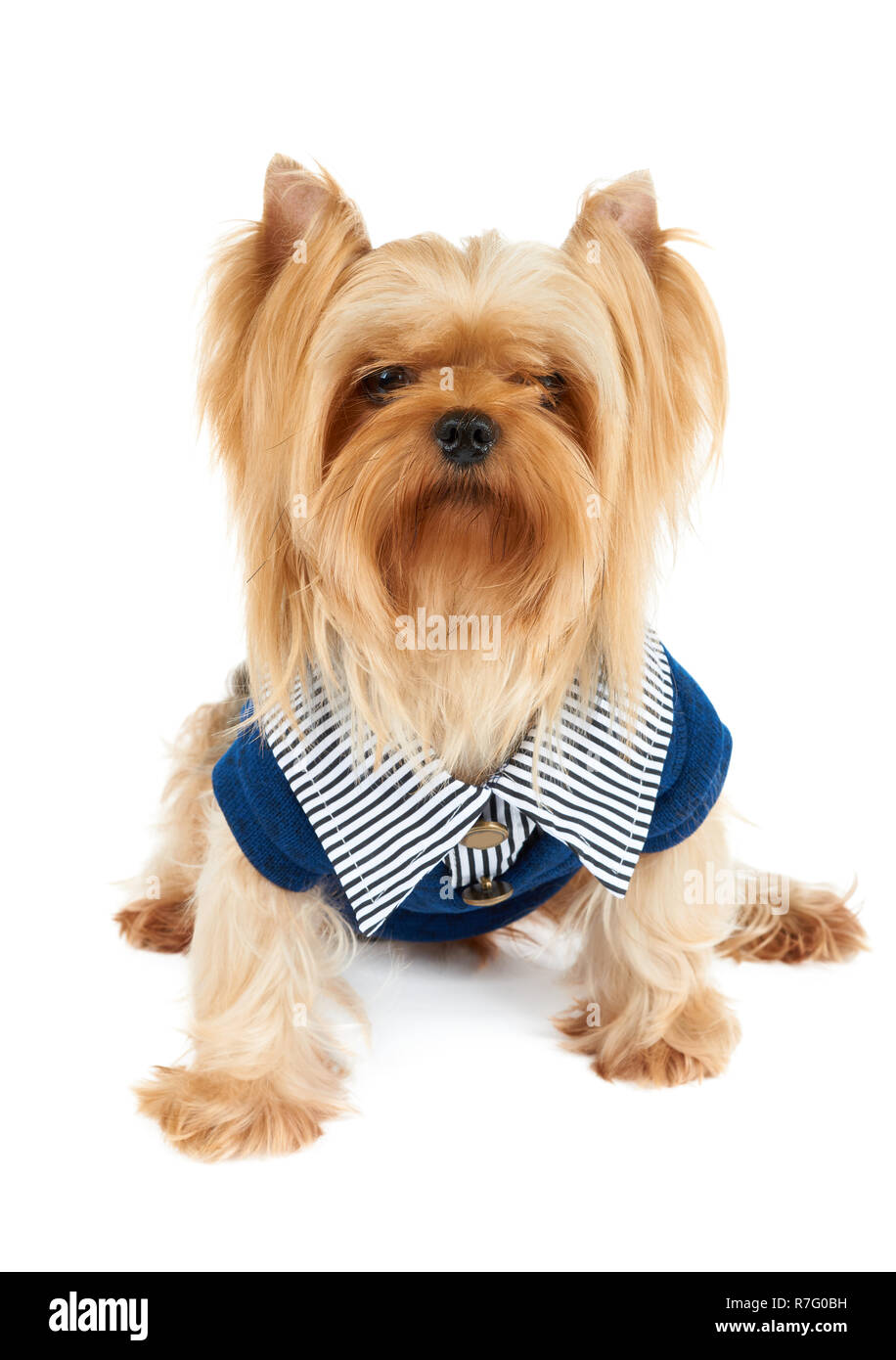 One Yorkshire Terrier in pet jacket isolated on white Stock Photo - Alamy