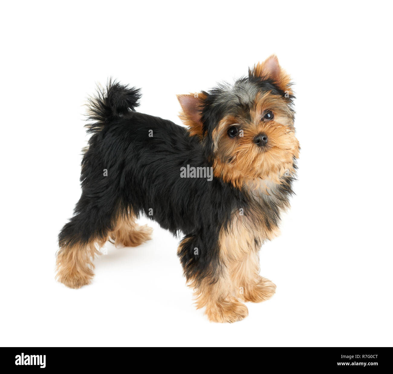 One cute puppy of the Yorkshire Terrier stands on isolated white ...