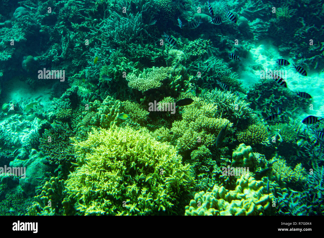 Marine Life in the Red Sea. red sea coral reef with hard corals, fishes ...