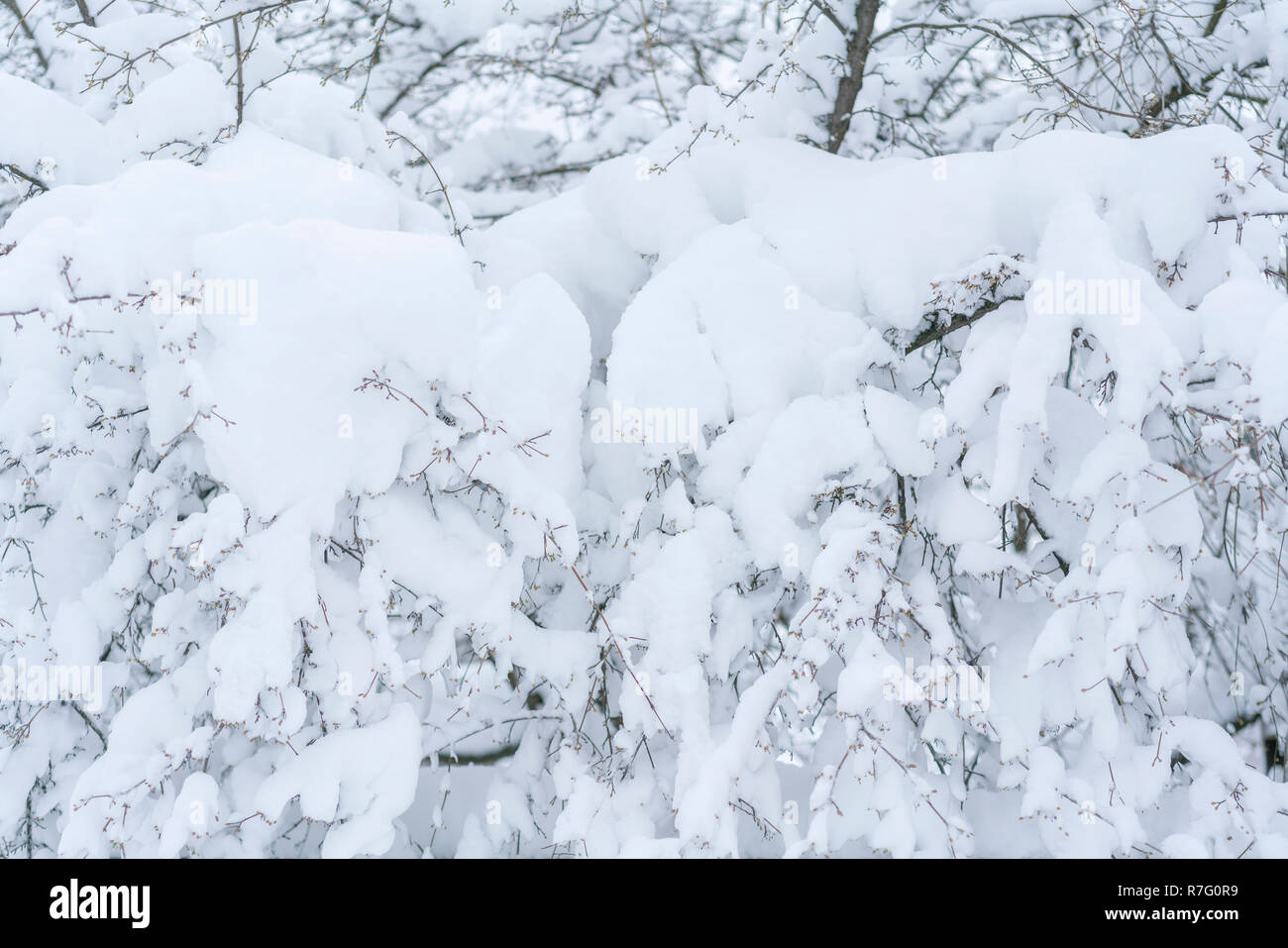 Branches of a tree covered with snow. close-up. background Stock Photo ...