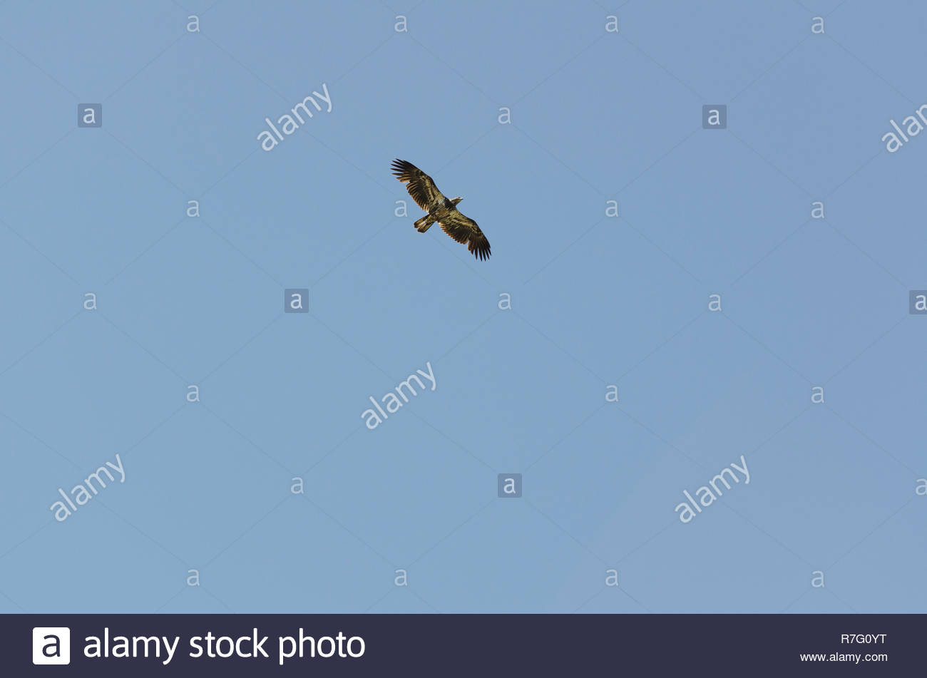 Eagle Soaring Stock Photos & Eagle Soaring Stock Images - Alamy