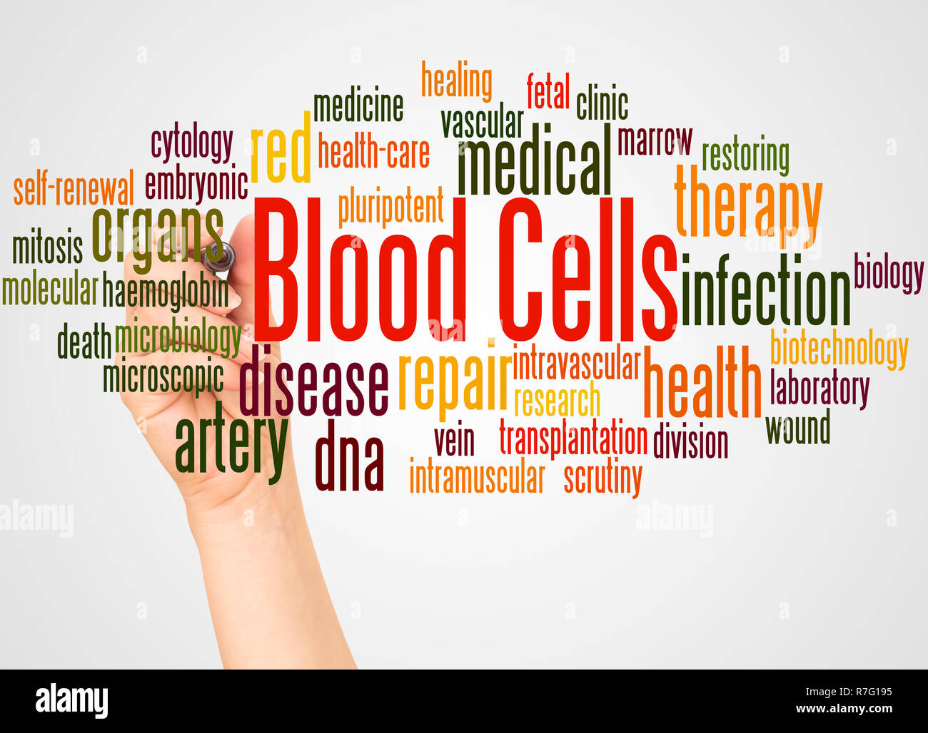Blood cells word cloud and hand with marker concept on white background ...