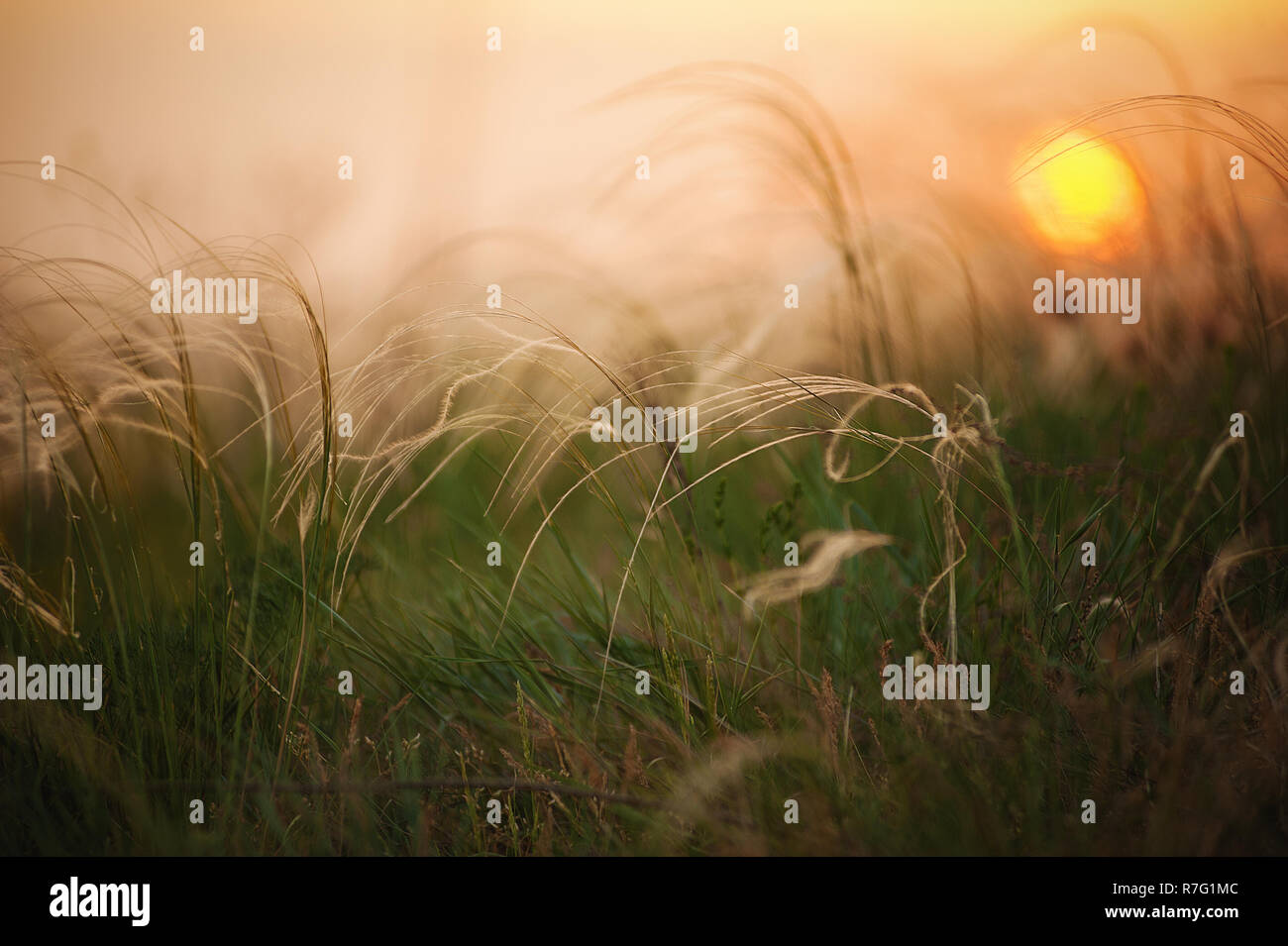 Feather Grass with the backlight of sunlight in the sunset times ...