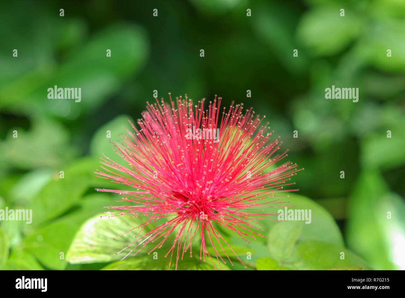 Mimosa tree flower hi-res stock photography and images - Alamy