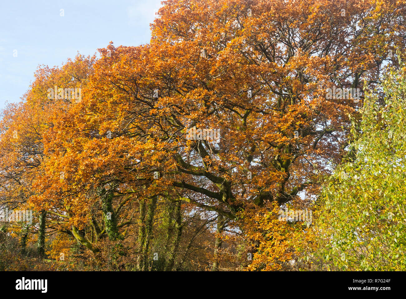 English oak tree quercus robur in autumn colours hi-res stock ...