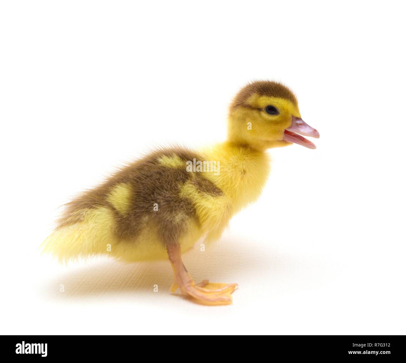 Fluffy duckling Cut Out Stock Images & Pictures - Alamy