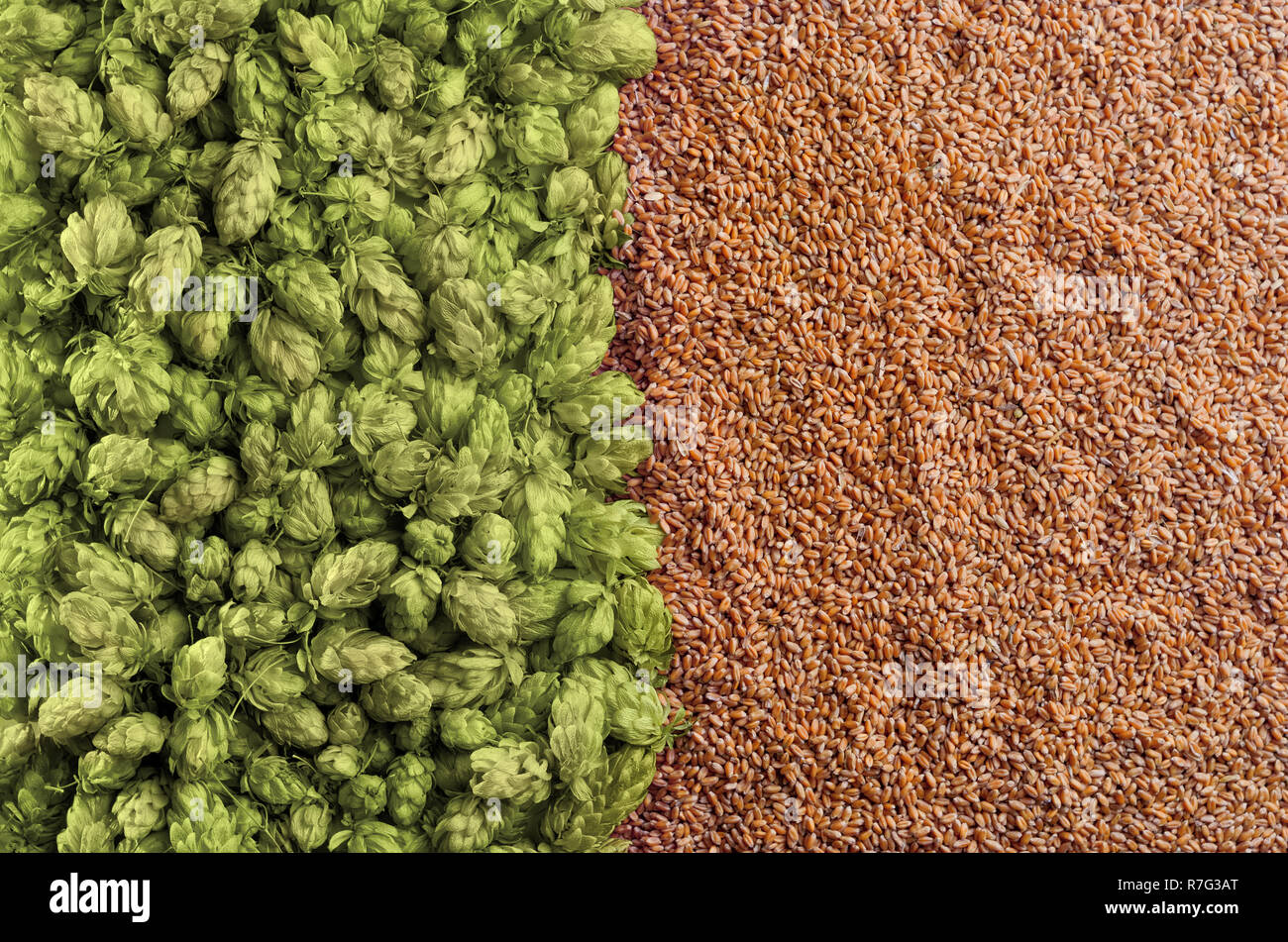 Beer background with a mix of hops and wheat. Top of the view. Template ...