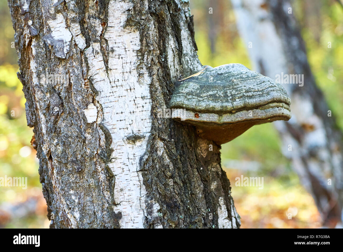 Dead birch hi-res stock photography and images - Alamy