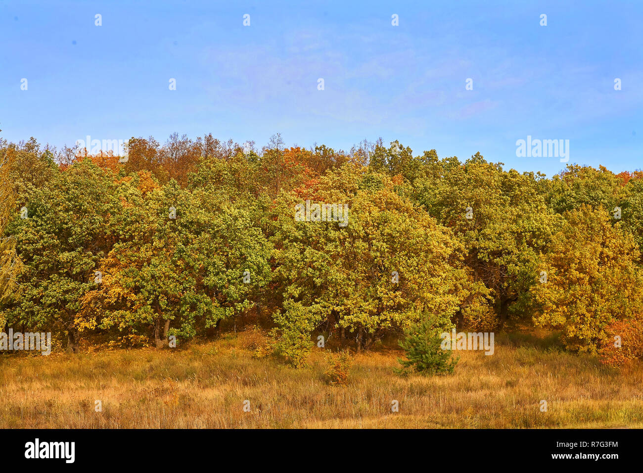 Mixed forest of pine, birch, oak on blue sky background. Autumn ...