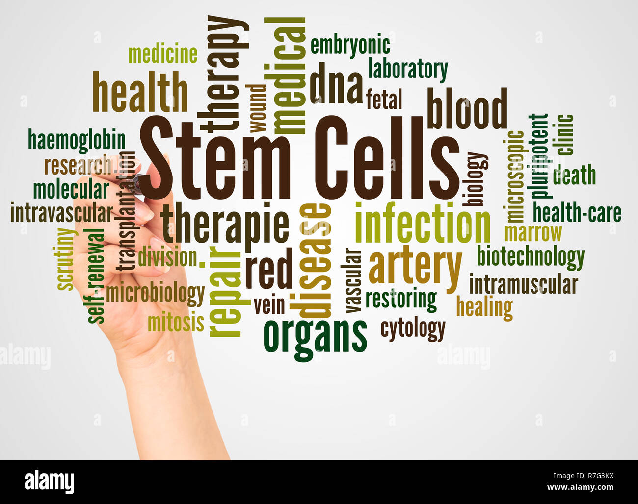 Stem cells word cloud and hand with marker concept on white background ...