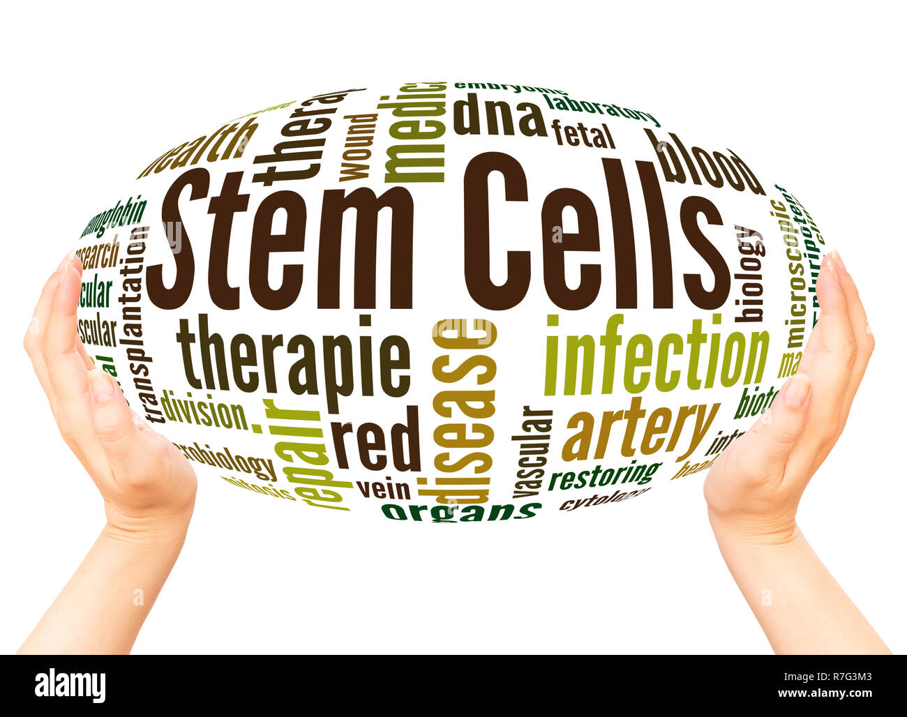 Stem cells word cloud hand sphere concept on white background Stock ...