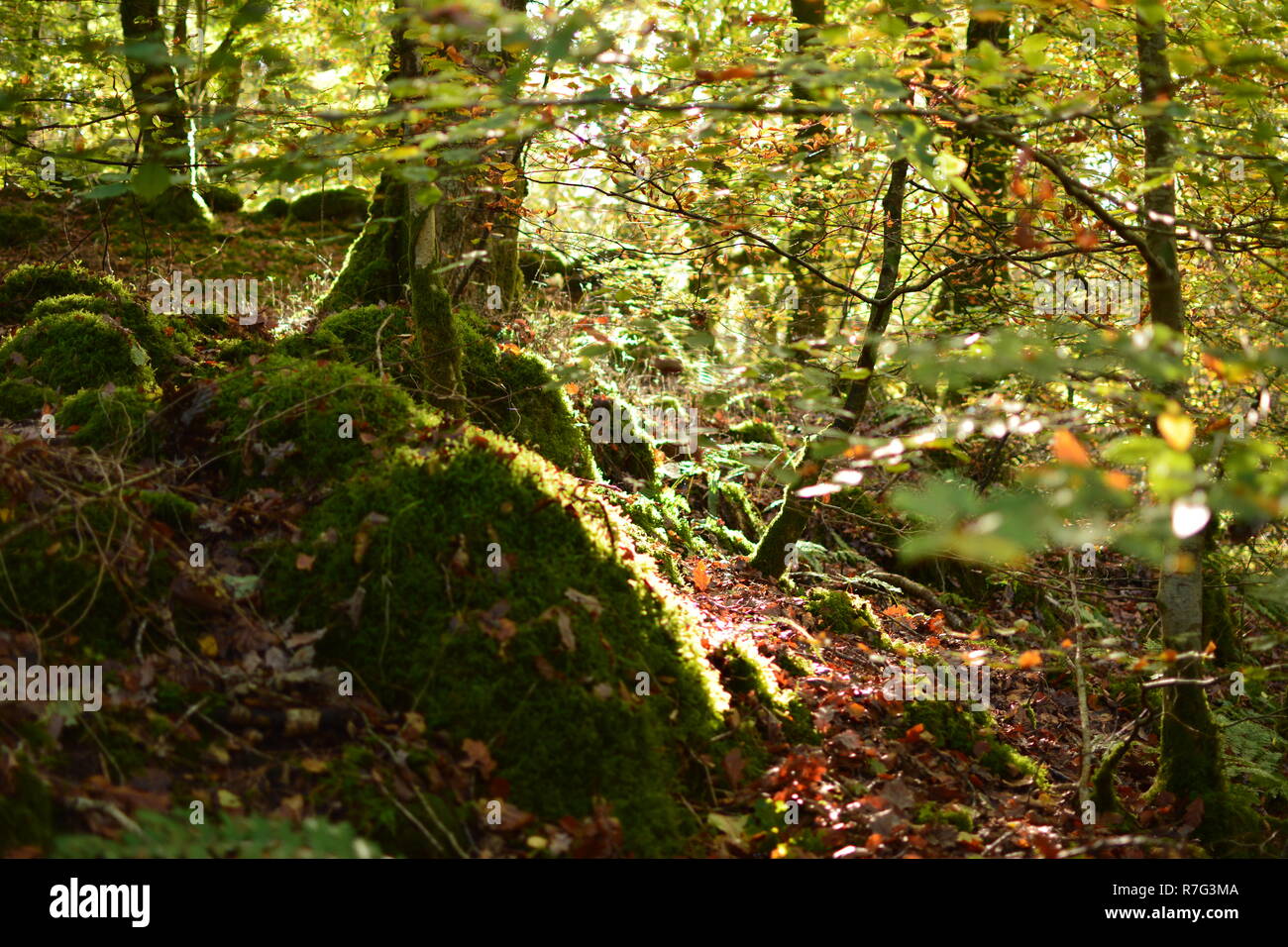 Hydef cymru hi-res stock photography and images - Alamy