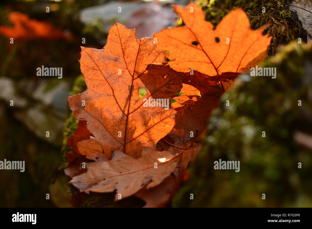 Micro leaves hi-res stock photography and images - Alamy
