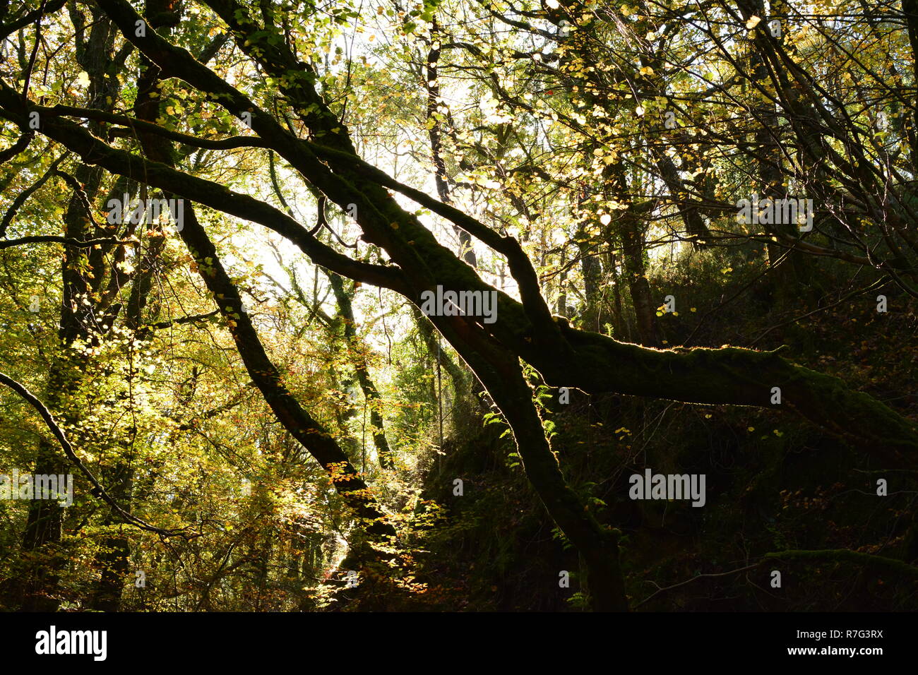 Welsh forest hi-res stock photography and images - Alamy