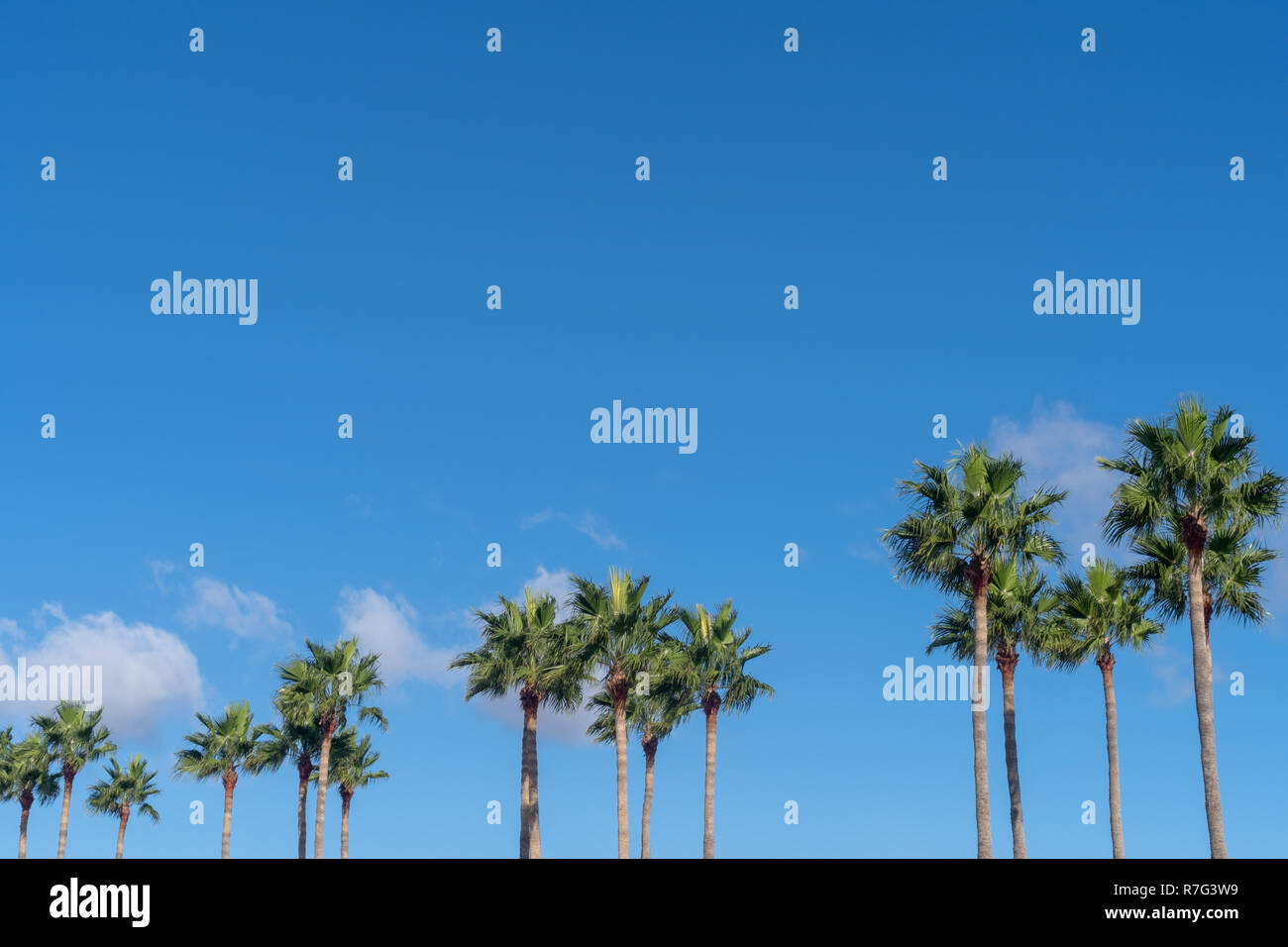 Landscape canary island date hi-res stock photography and images - Alamy