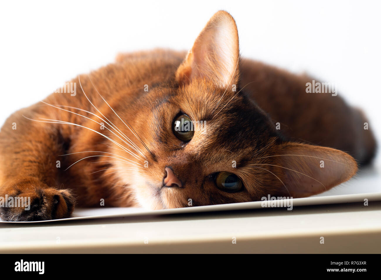 Ruddy brown fur hi-res stock photography and images - Alamy