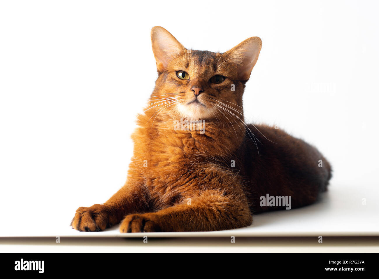 Somali cat ruddy color on white background Stock Photo - Alamy
