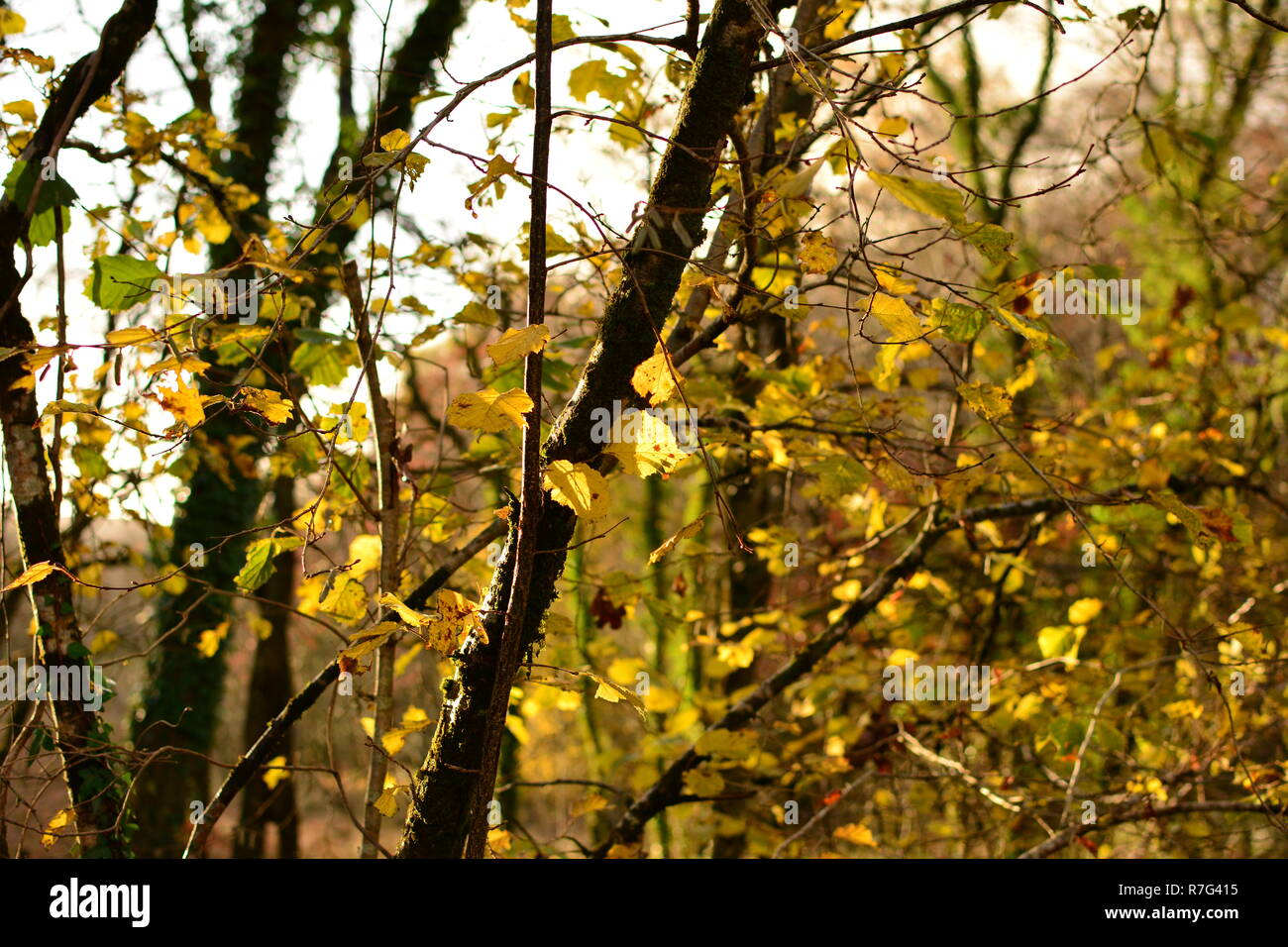 Hazel tree autumn hi-res stock photography and images - Alamy