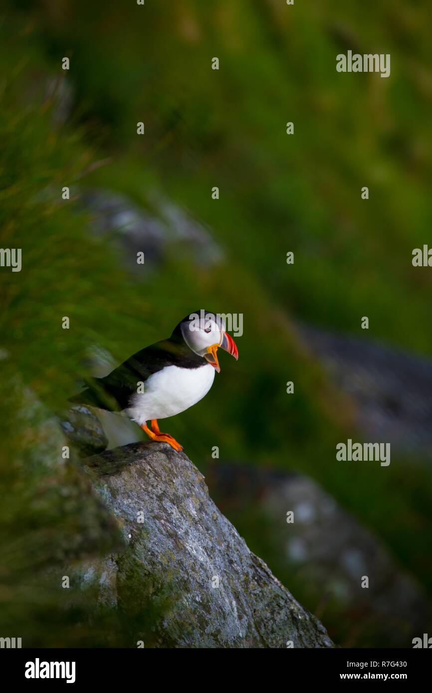 Well known birds hi-res stock photography and images - Alamy
