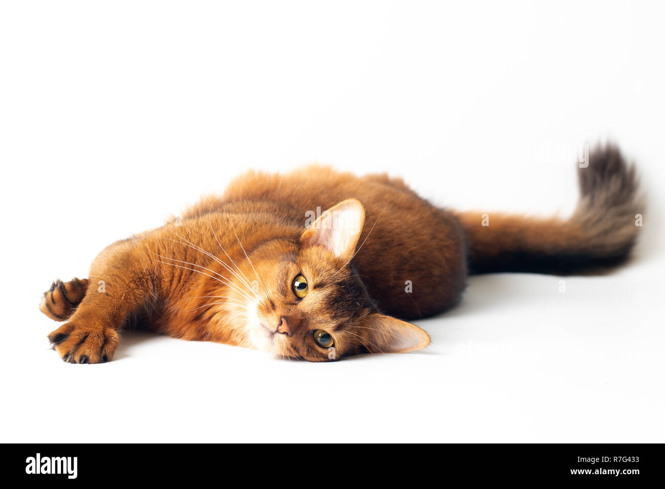 Somali cat ruddy color on white background Stock Photo - Alamy