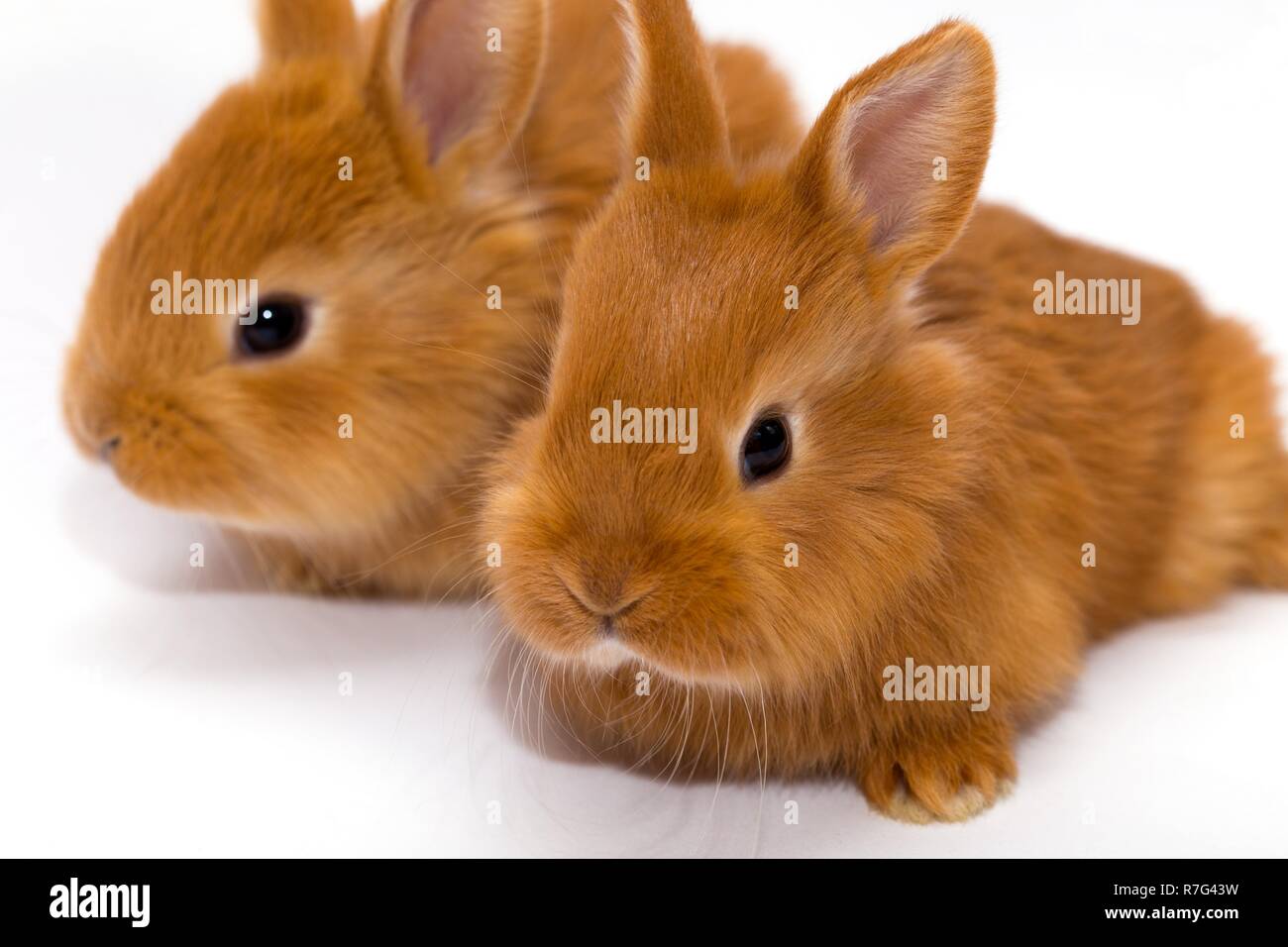 two little red rabbit on a white background Stock Photo - Alamy