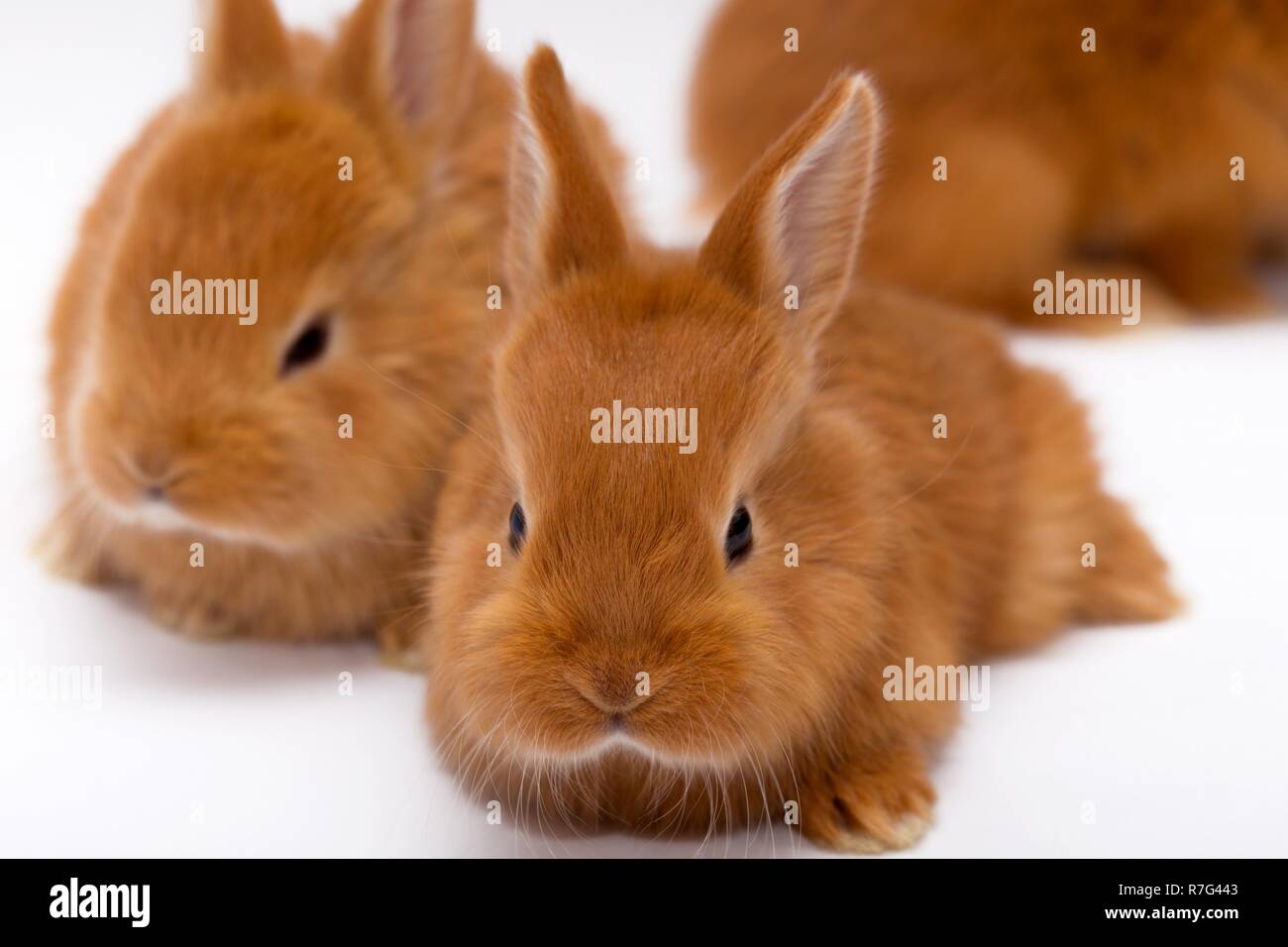 two little red rabbit on a white background Stock Photo - Alamy