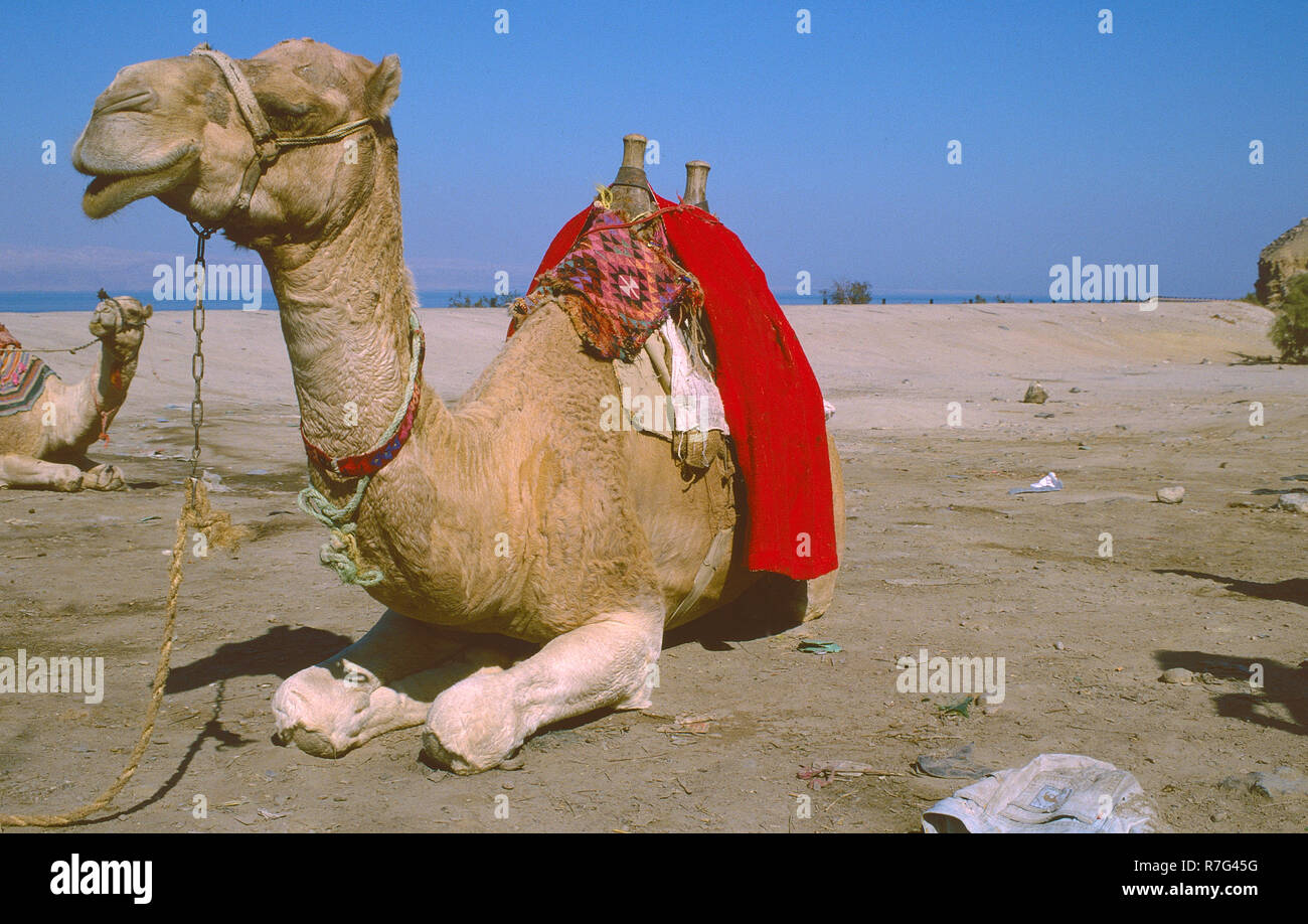 Jordan Camel Near the Dead Sea Stock Photo - Alamy