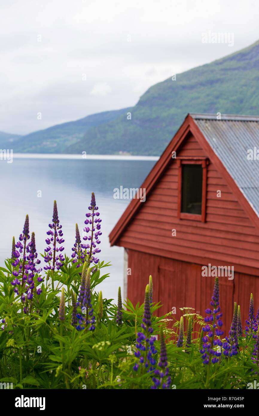 traditional norwegian red house and lupines on a fjord coast Stock ...
