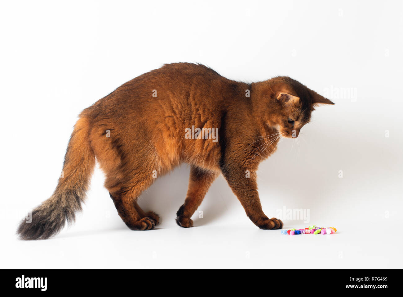 Somali cat ruddy color on white background Stock Photo - Alamy