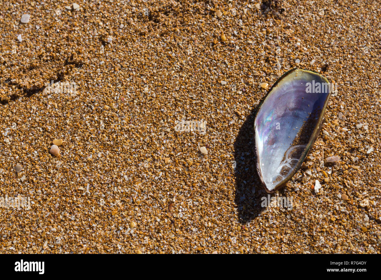 Mussel shell texture hi-res stock photography and images - Alamy