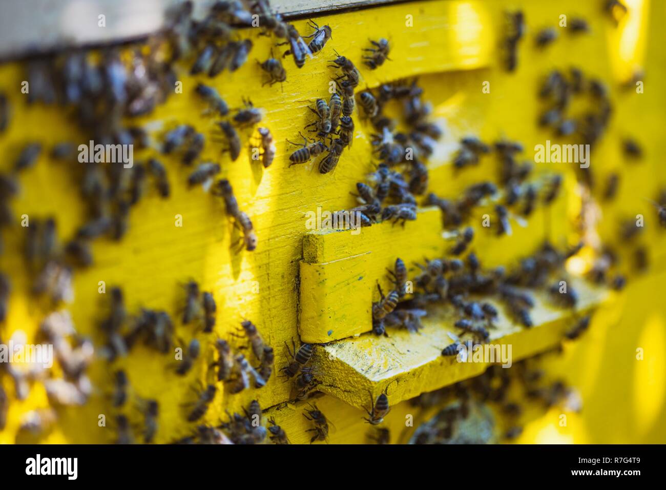 Lots of bees hi-res stock photography and images - Alamy
