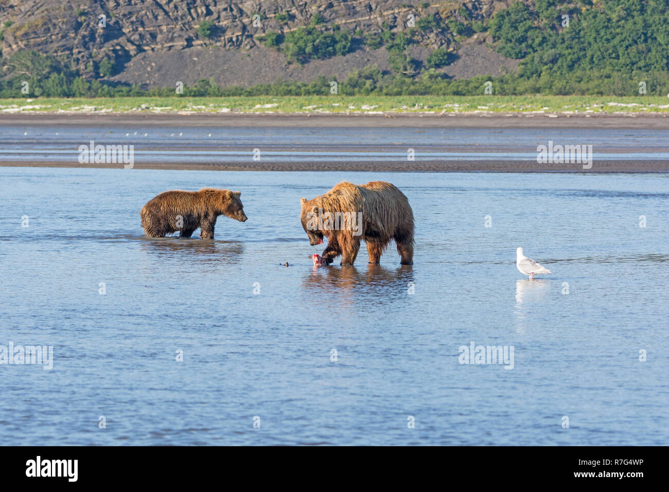 Bear Looking to steal a fish from Another in Hallo Bay in Katmai ...