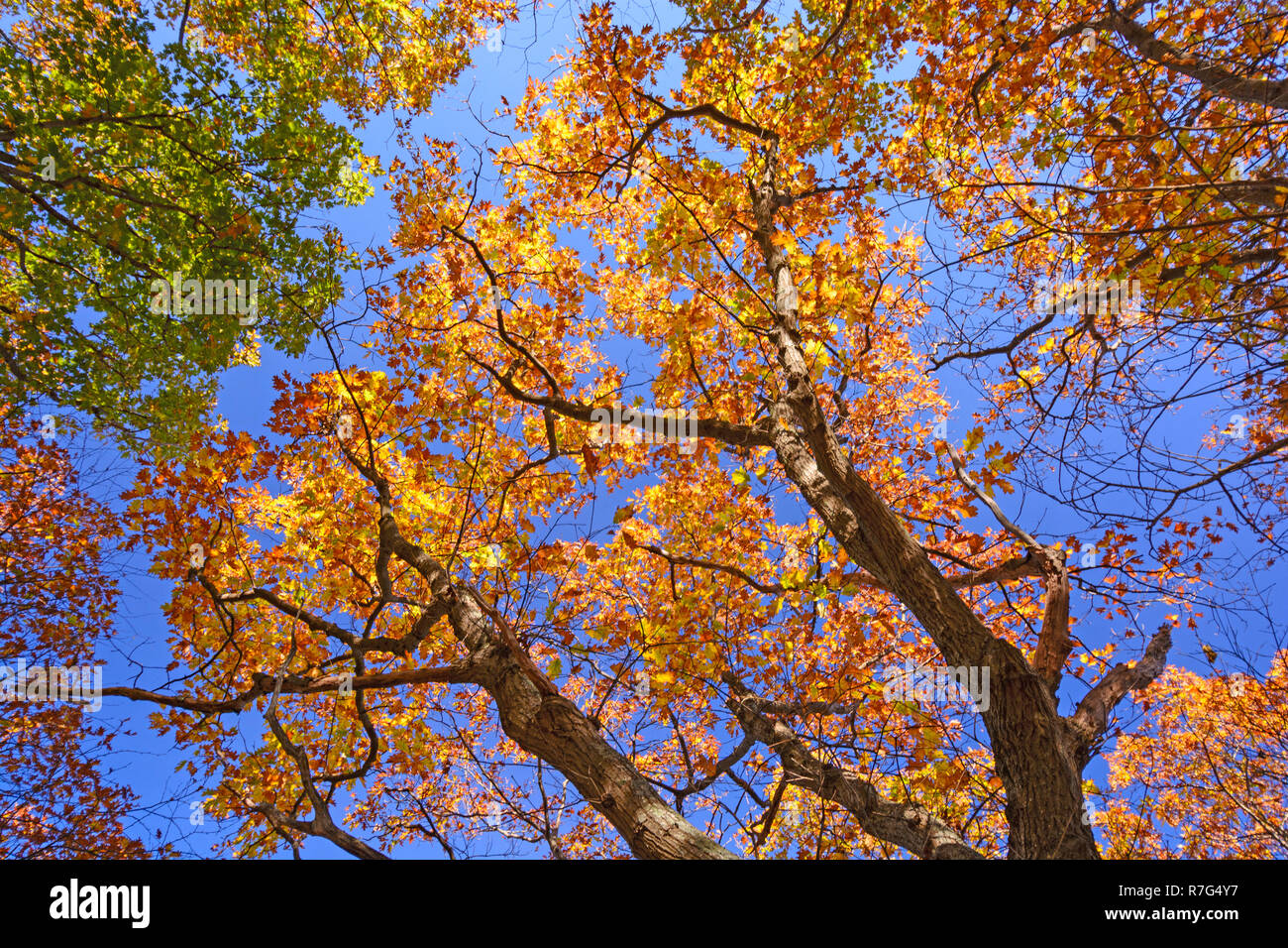 Virginia oak tree hi-res stock photography and images - Alamy