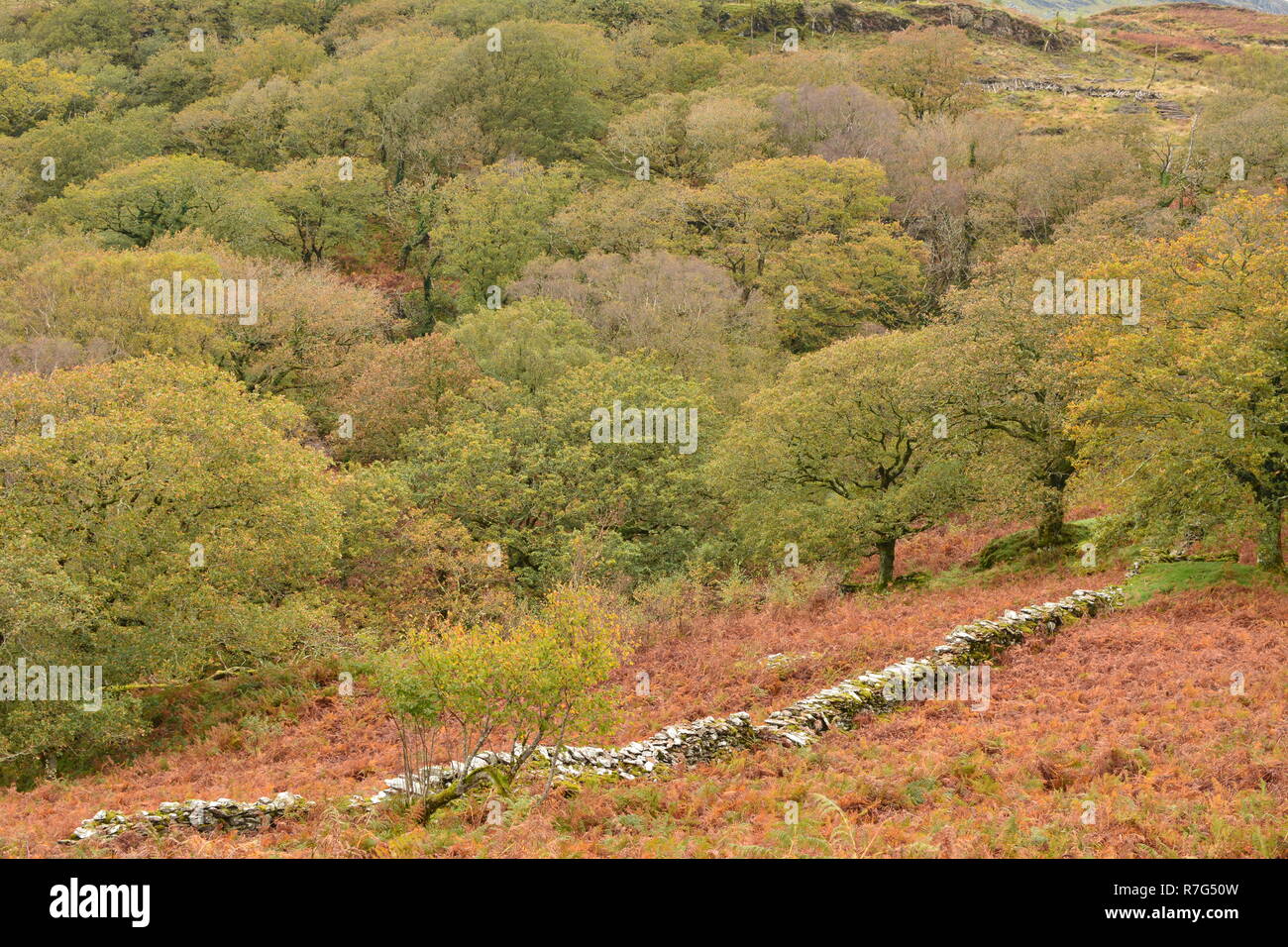 Maentwrog hi-res stock photography and images - Alamy
