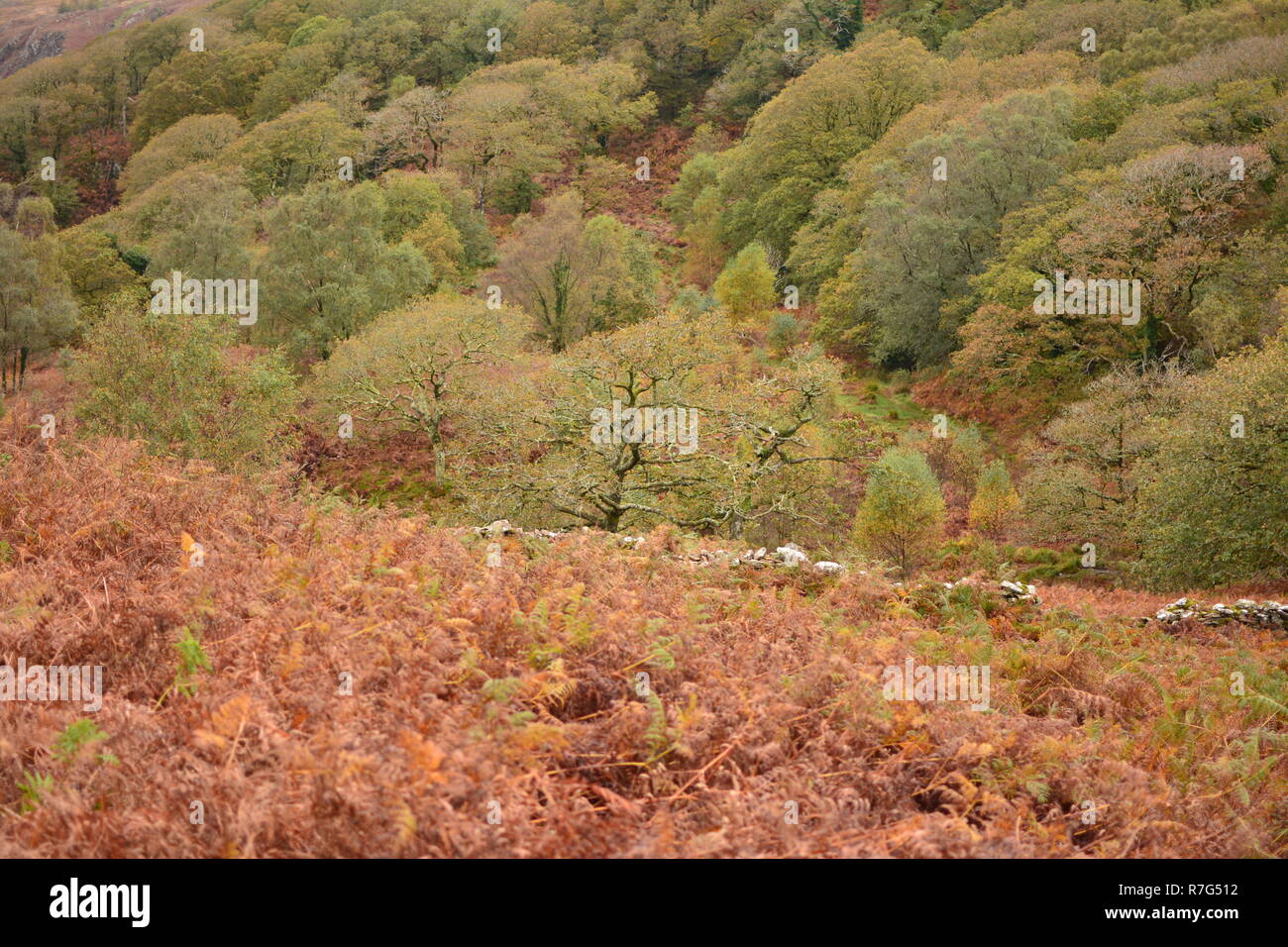 Maentwrog reserve hi-res stock photography and images - Alamy