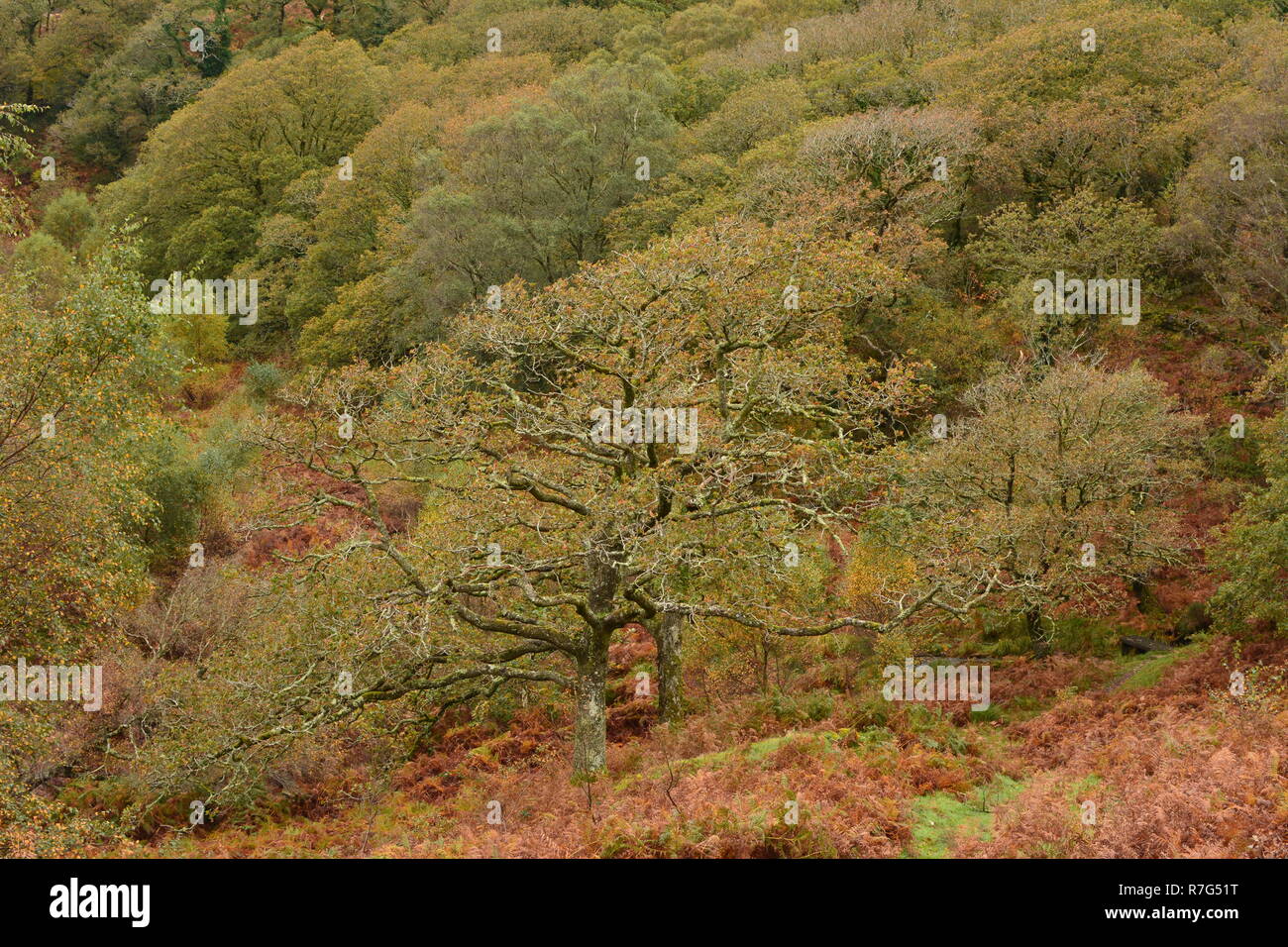 Maentwrog hi-res stock photography and images - Alamy