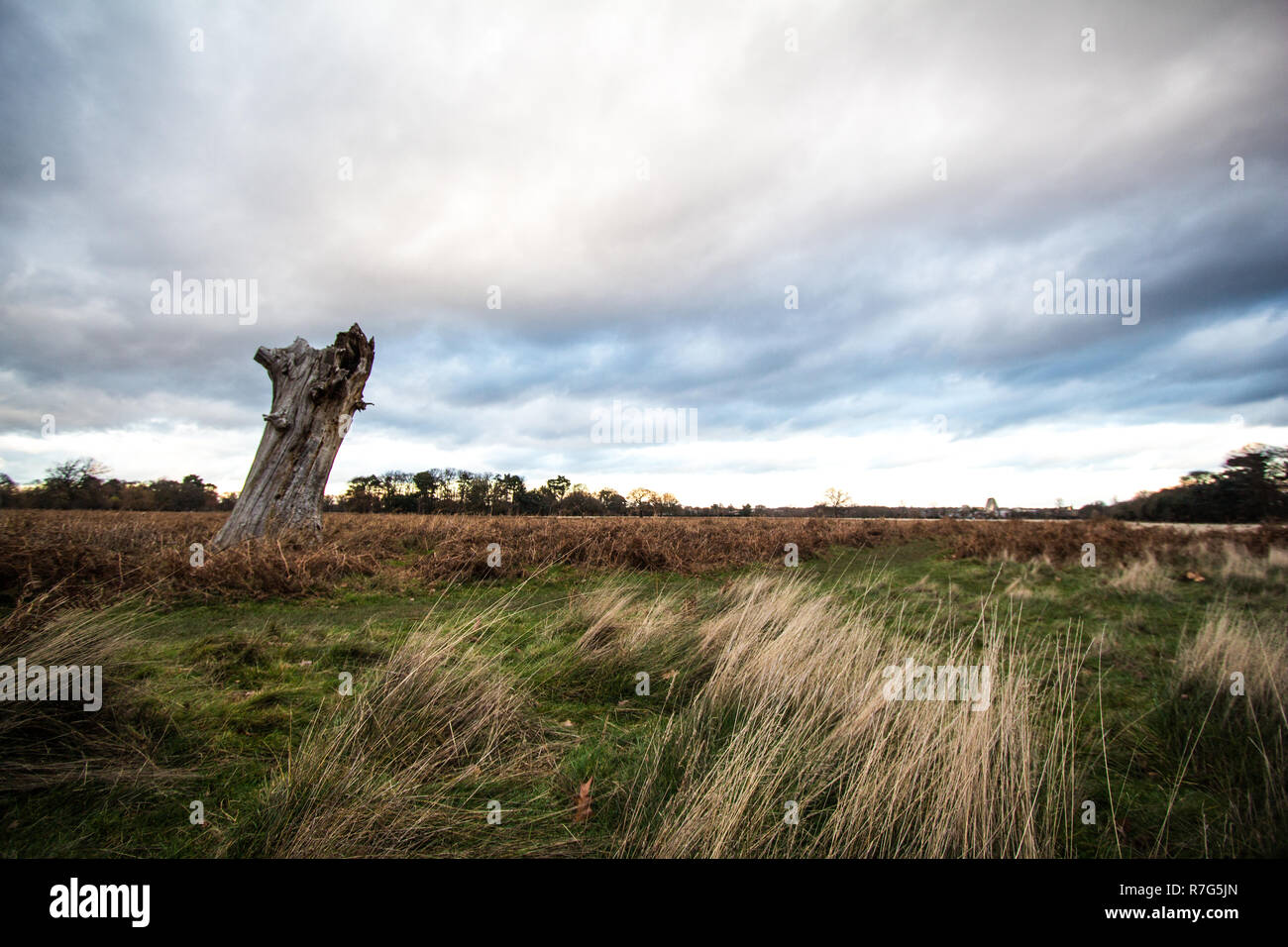 Tree in sparce landscape Stock Photo - Alamy
